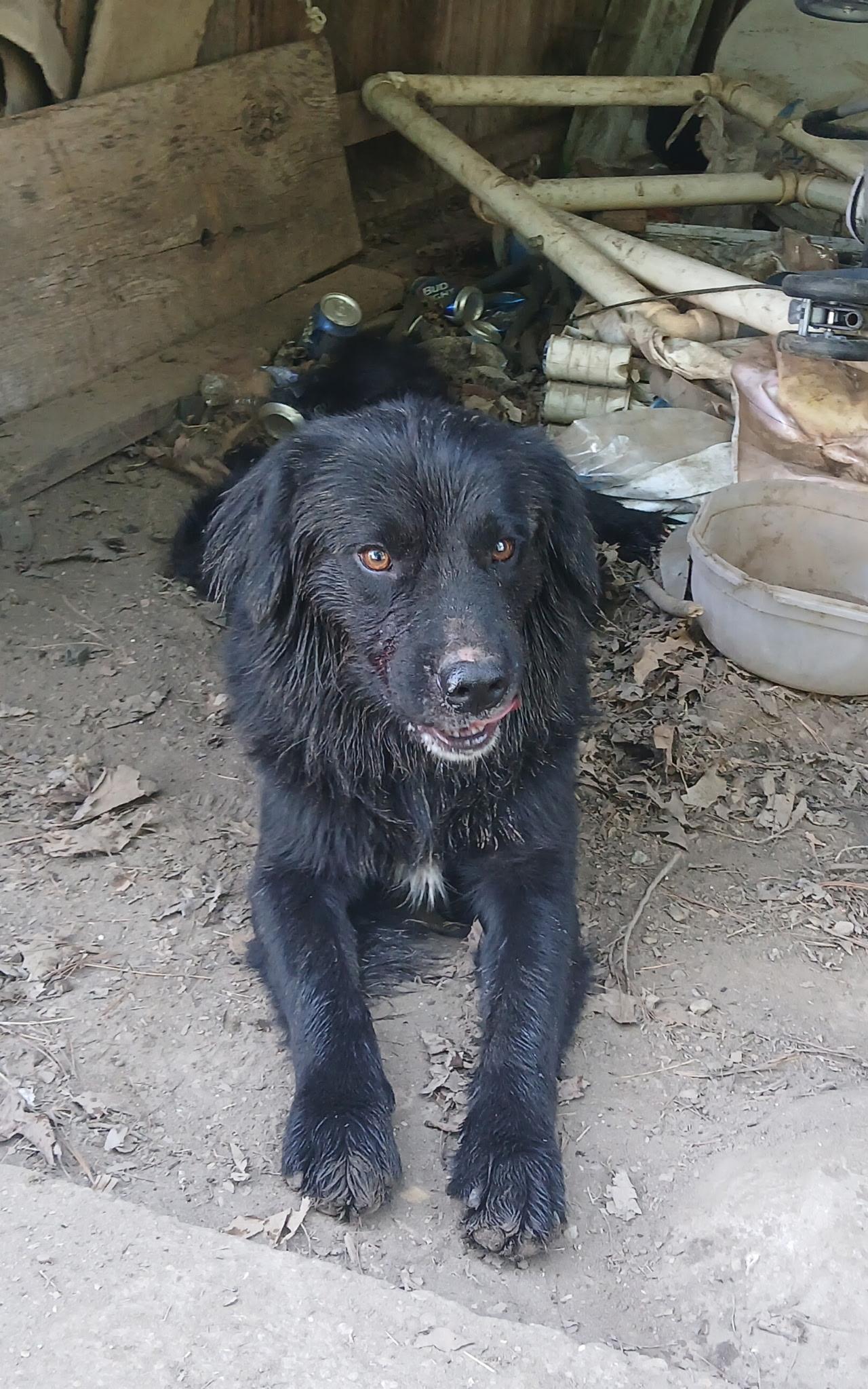 Dog for adoption - Biggie!, a Black Russian Terrier Mix in mattoon, IL ...