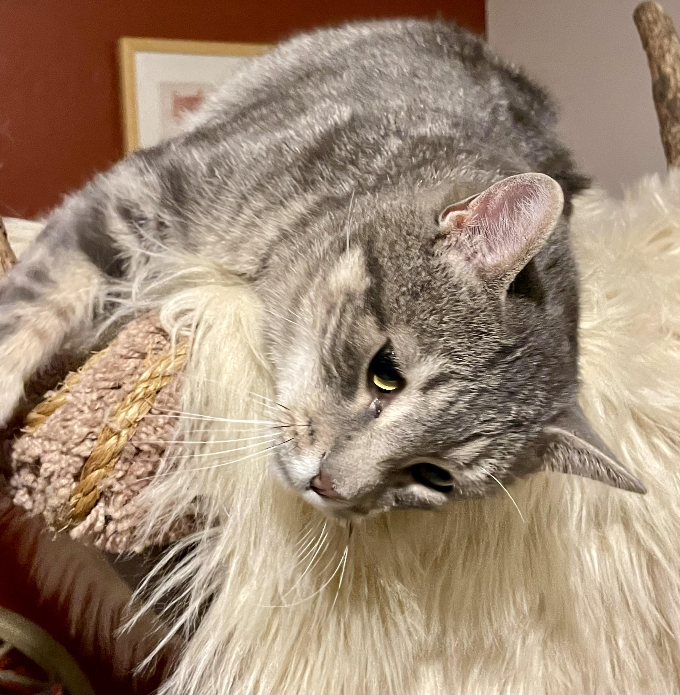 Available Cats - The A.R.K - Animal Recycling Kennel