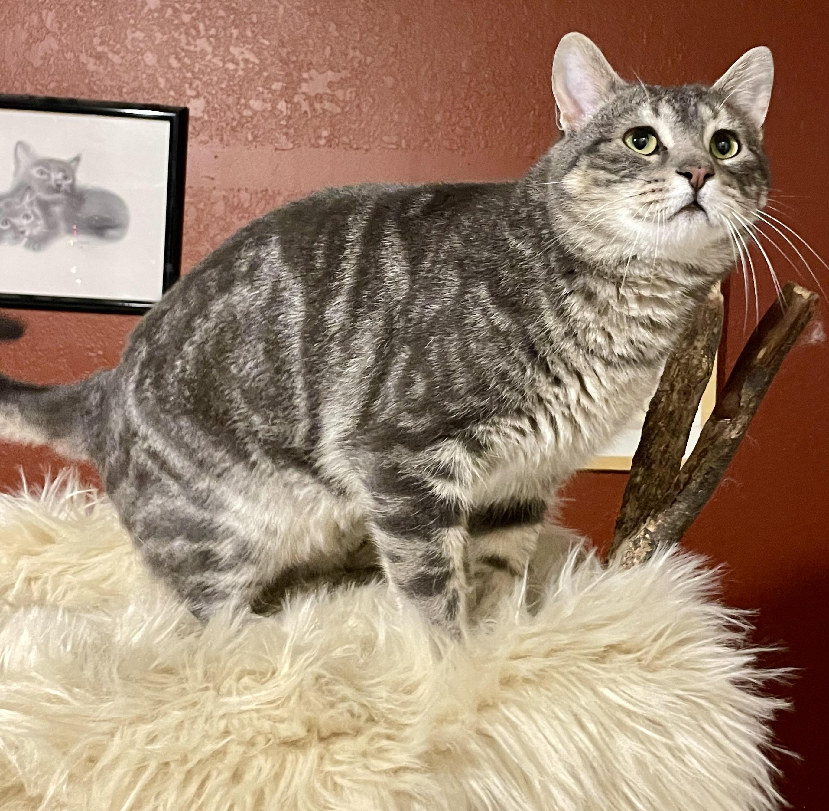 Available Cats - The A.R.K - Animal Recycling Kennel