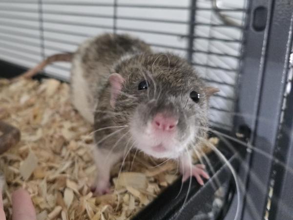 Rat for adoption - Malakai, Marshmallow, Maximus, Merlin & Moose, a Rat ...