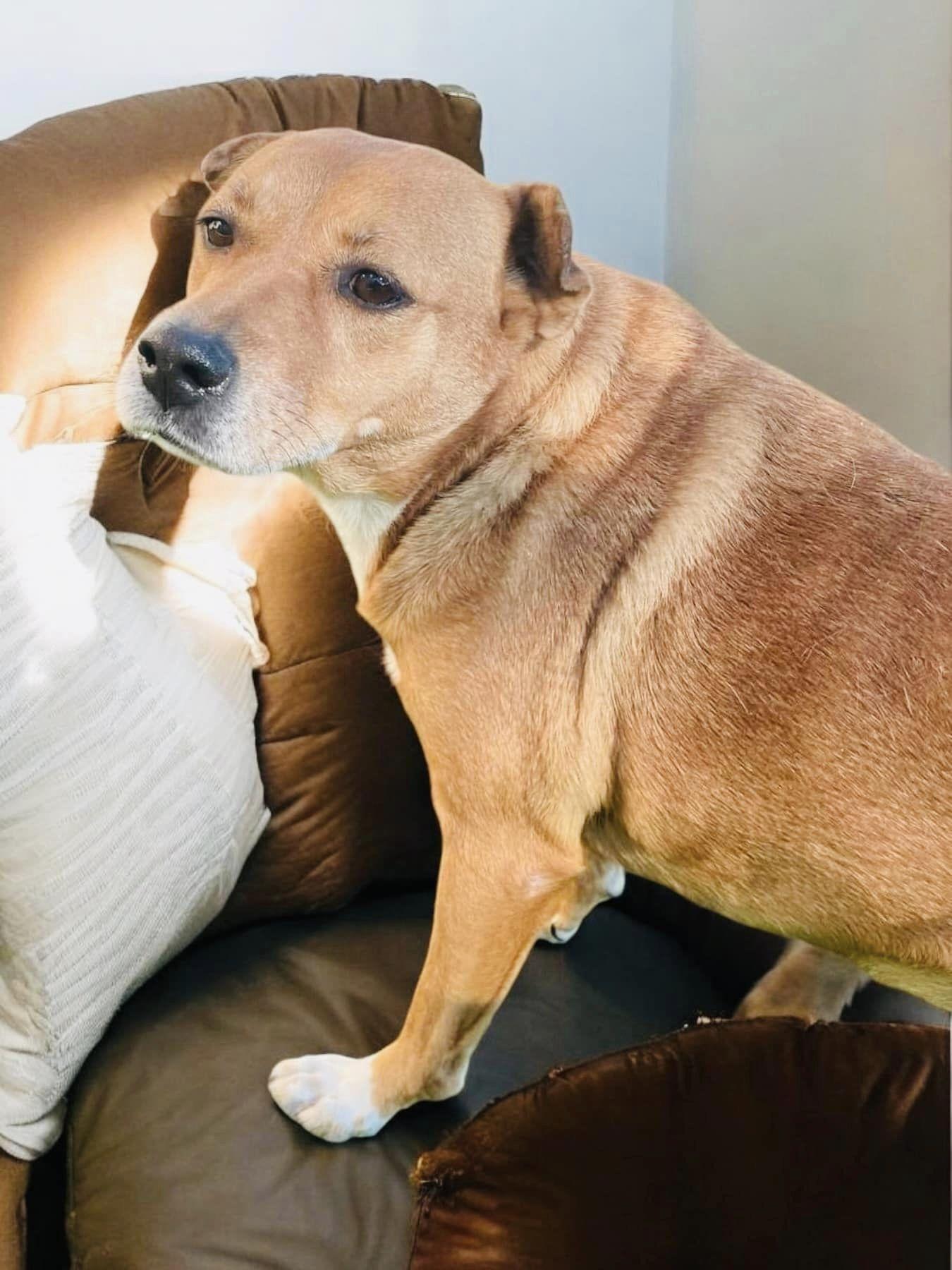 Dog for adoption - Trixie, a Carolina Dog & Beagle Mix in Clive, IA ...