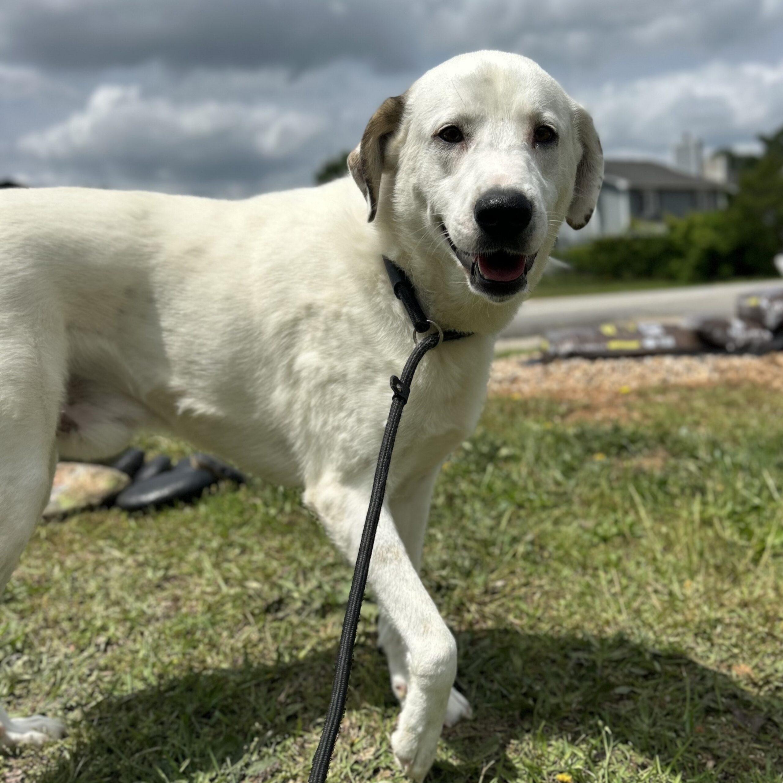 Dog for adoption - Melvin, a Labrador Retriever Mix in Milford, CT ...