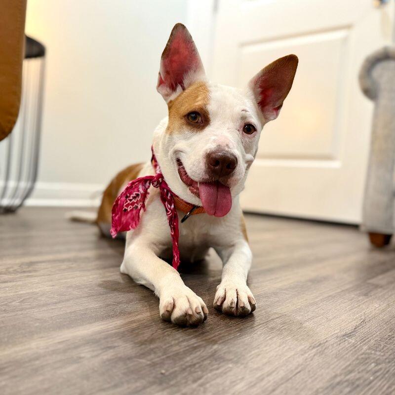 Dog for adoption - Truffle Shuffle itty-bitty lady, a Pit Bull Terrier ...