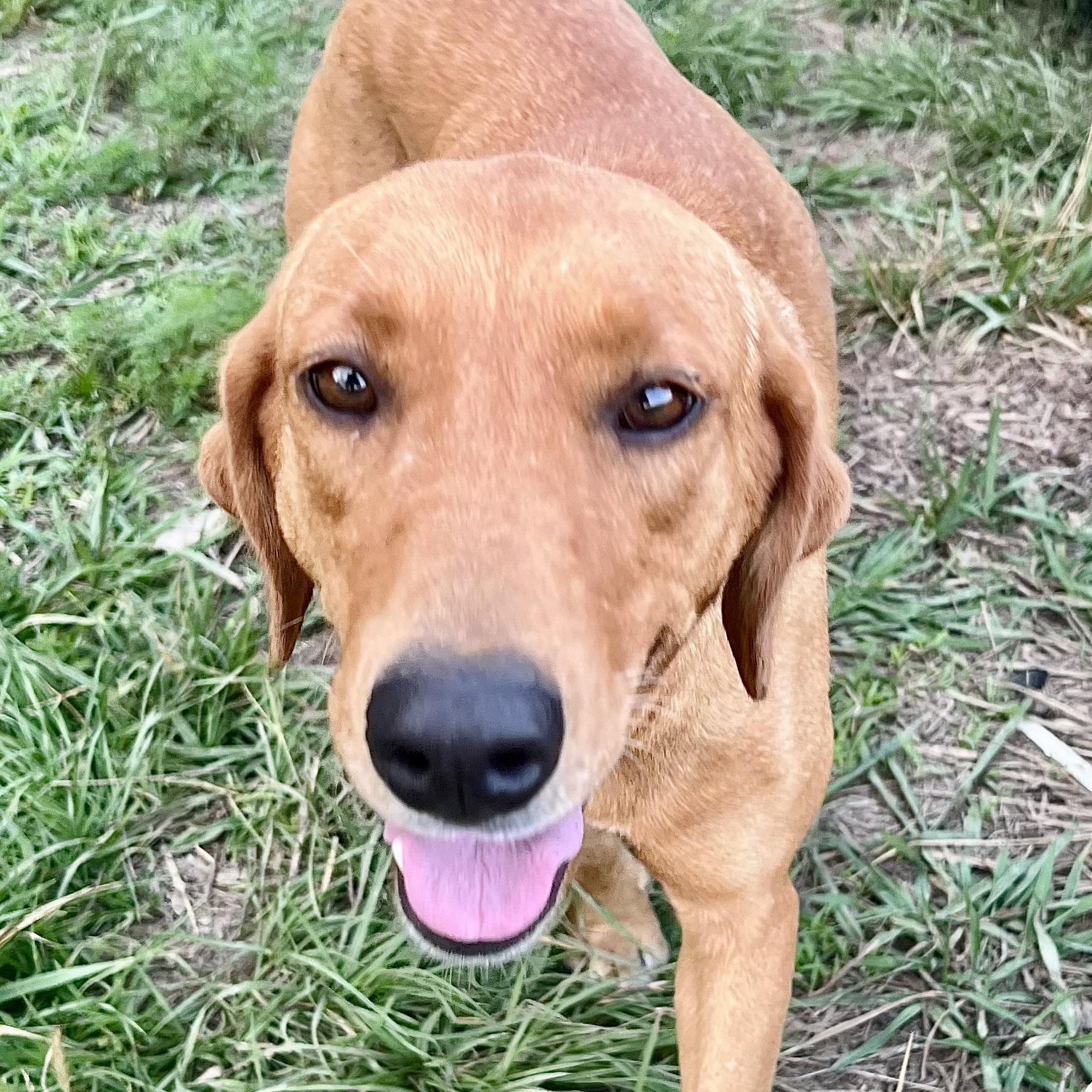 Dog for adoption - Junie, a Hound in East Hartford, CT | Petfinder