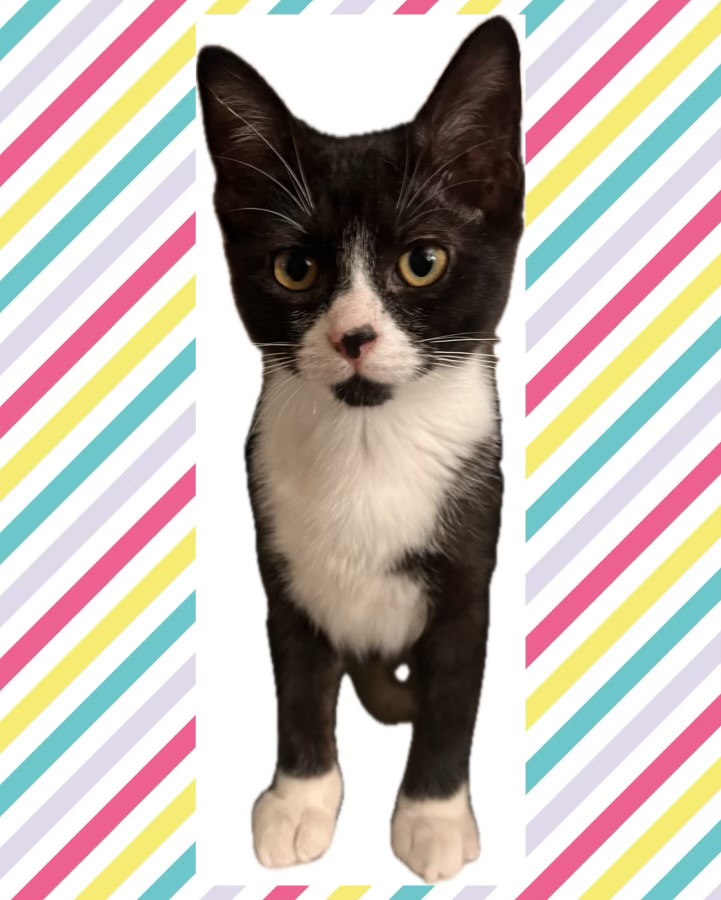 Cat for adoption - Blondie - Portofino Petsmart, a Tuxedo in Conroe, TX ...