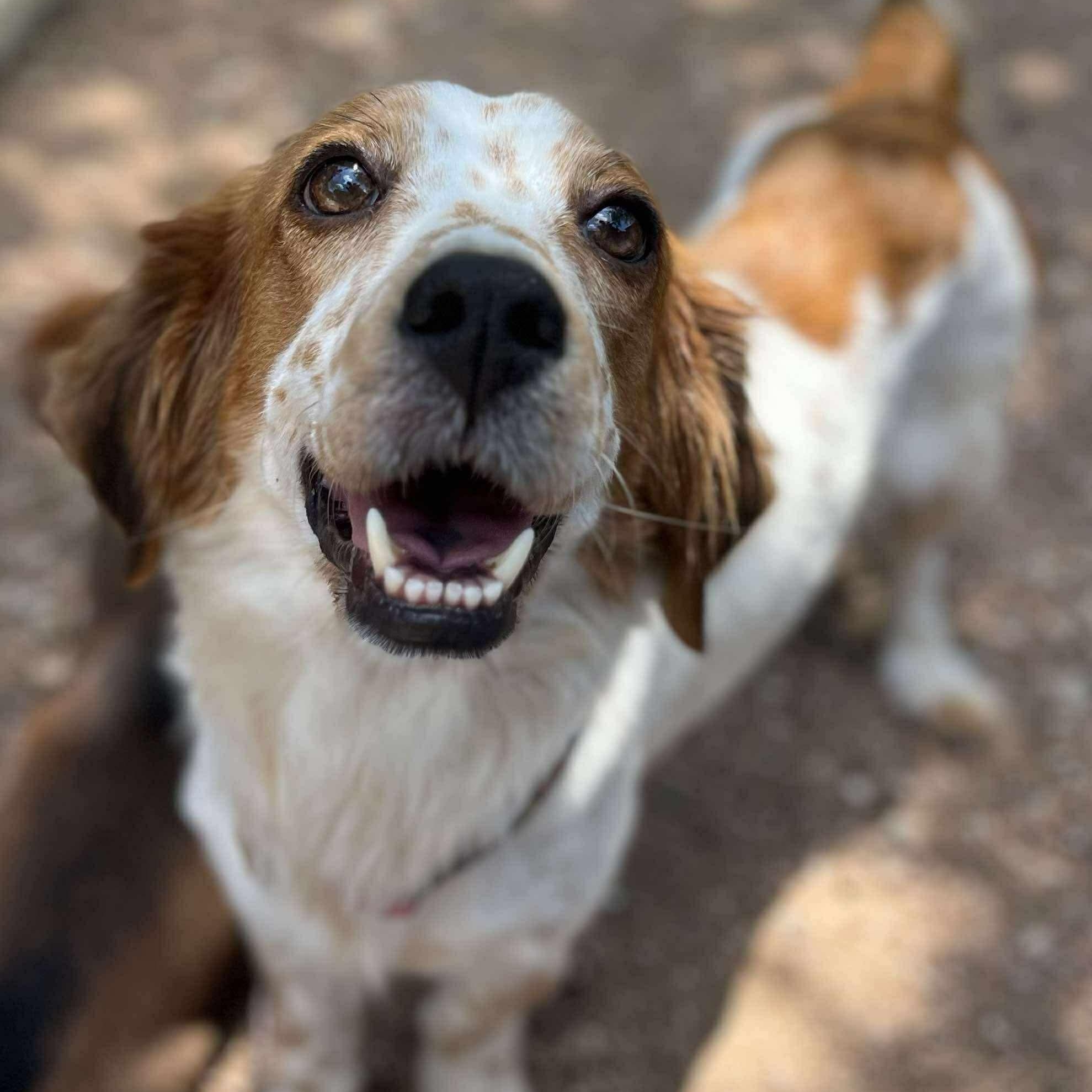 Dog for adoption - Tilly, a Spaniel & Basset Hound Mix in Dallas, TX ...
