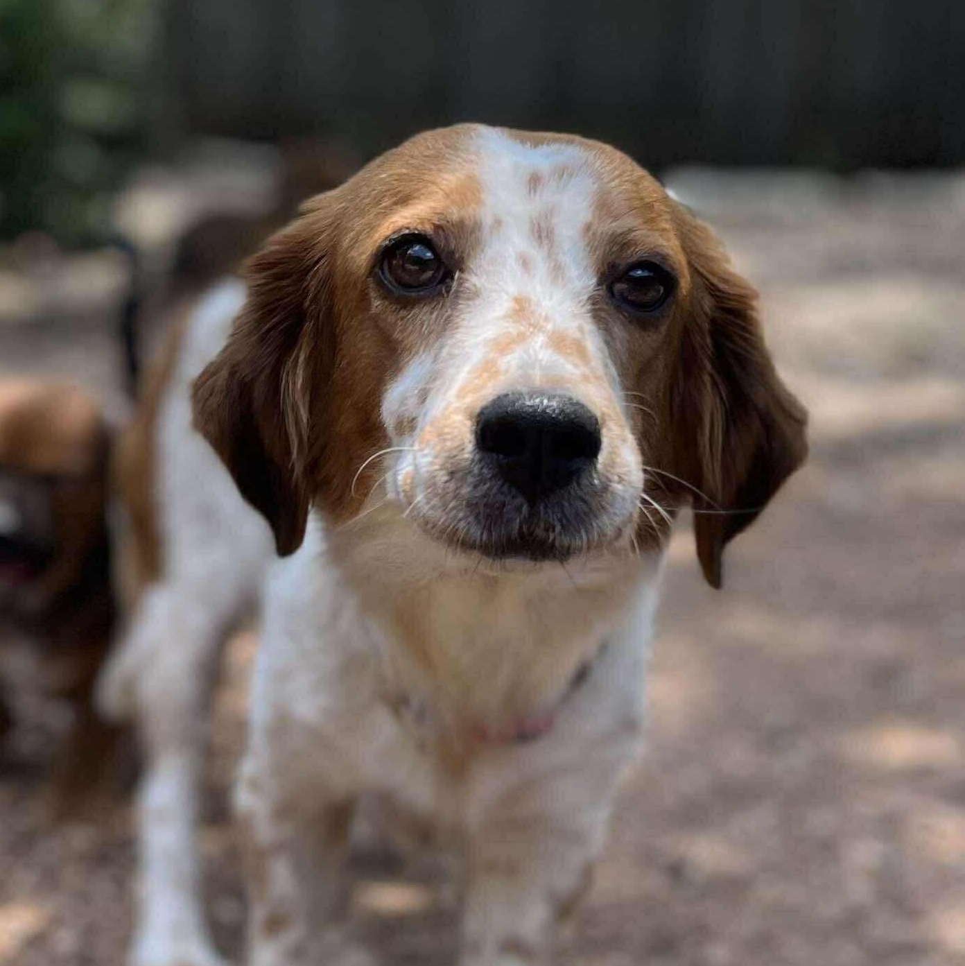 Dog for adoption - Tilly, a Spaniel & Basset Hound Mix in Dallas, TX ...