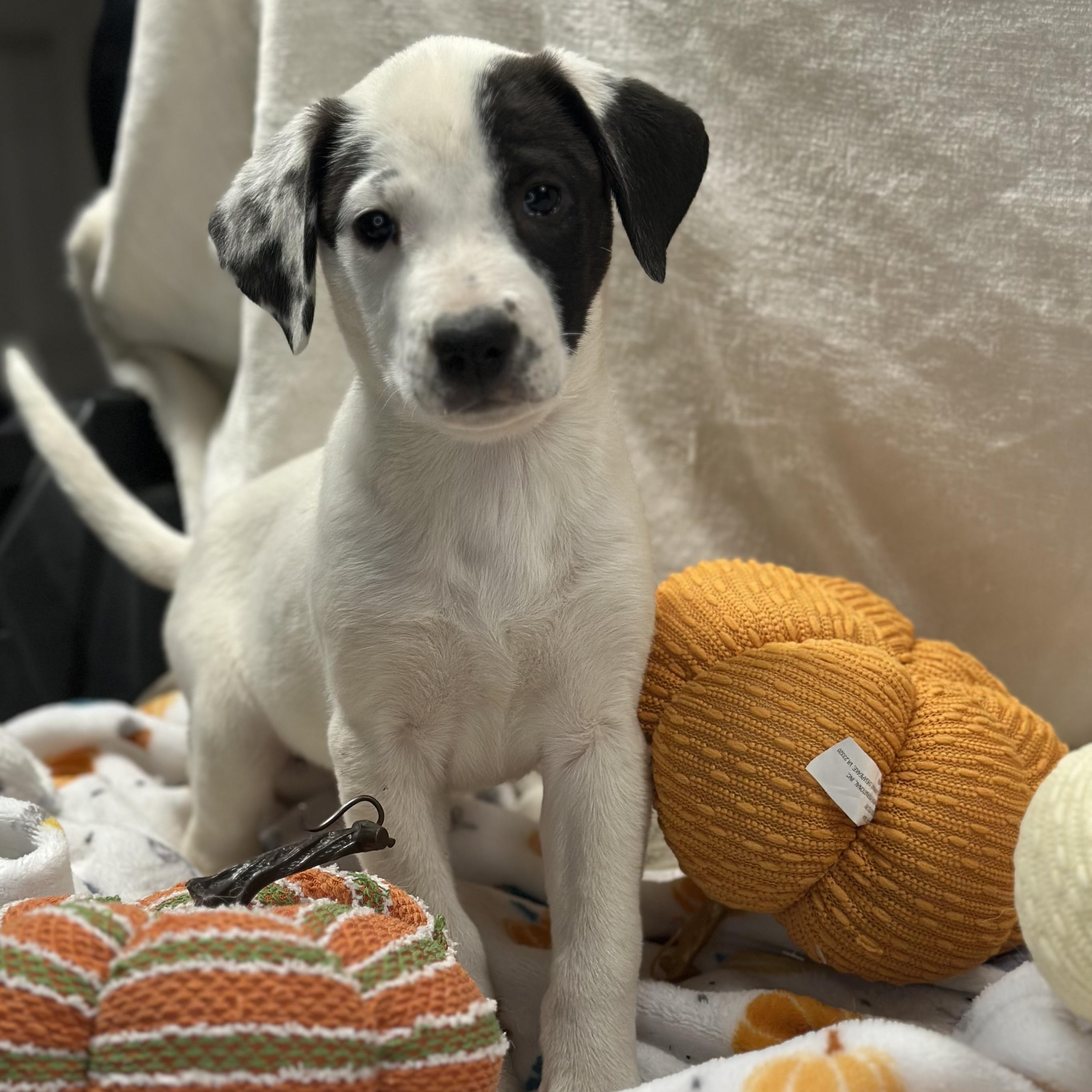 Dog for adoption - Josie, an English Pointer & American Staffordshire ...