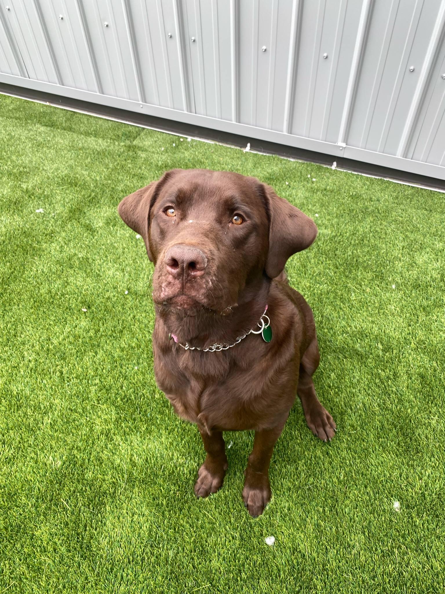 Dog for adoption - Loki, a Labrador Retriever in Delson, QC | Petfinder