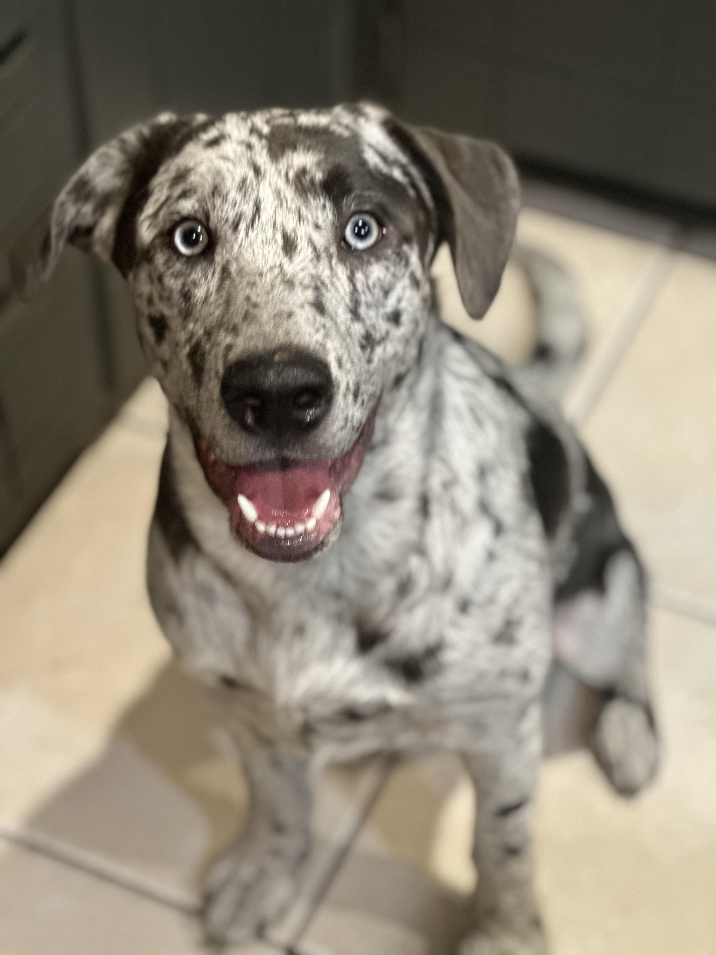 Dog for adoption - Axell, a Catahoula Leopard Dog & Labrador Retriever ...