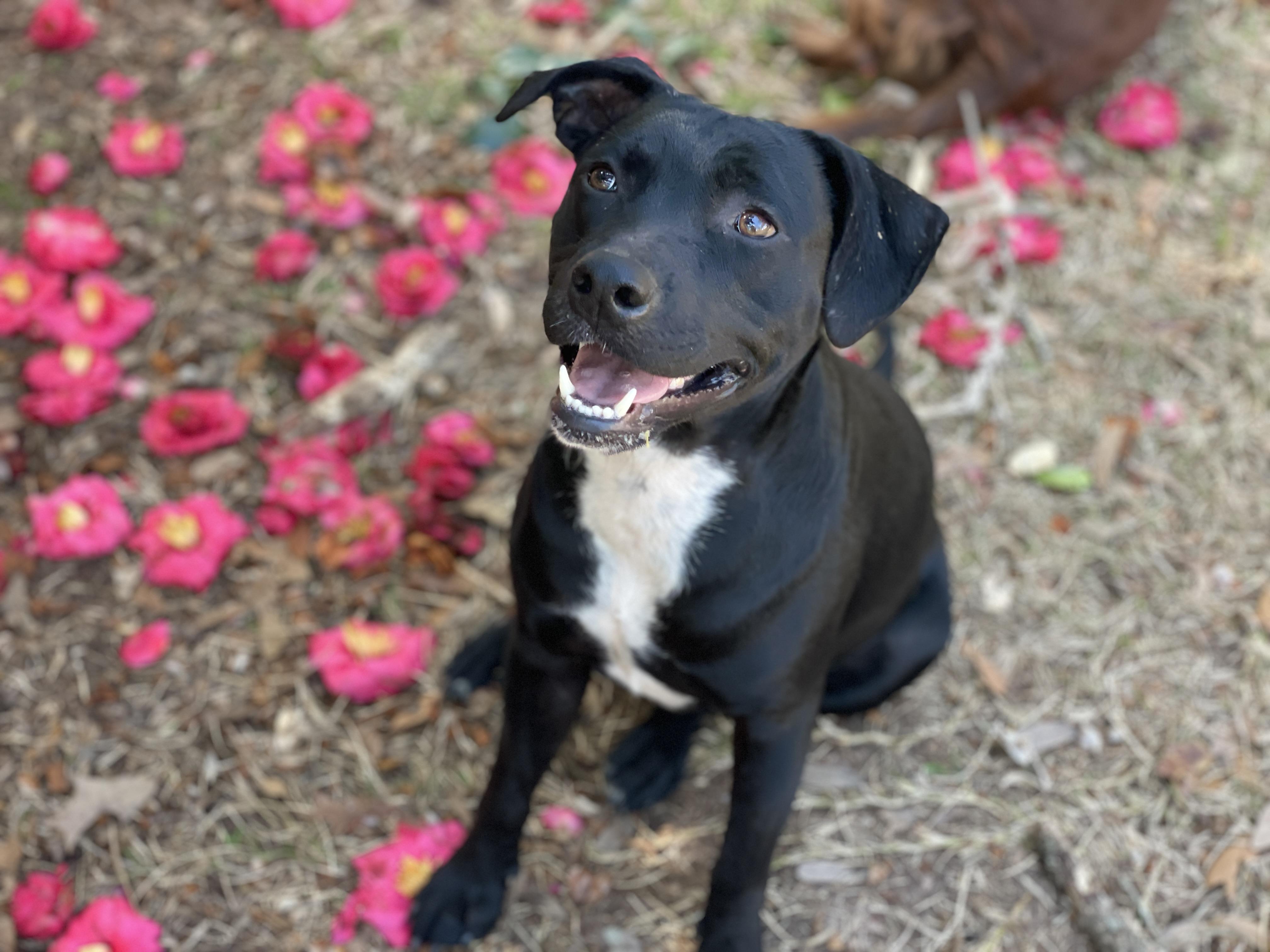 Dog for adoption - Tia ~ Loves ALL Toys!, a Black Labrador Retriever ...