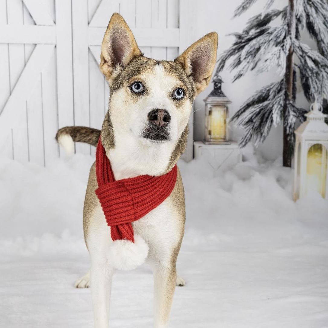 Dog for adoption - Harley, a Labrador Retriever & Husky Mix in Buffalo ...