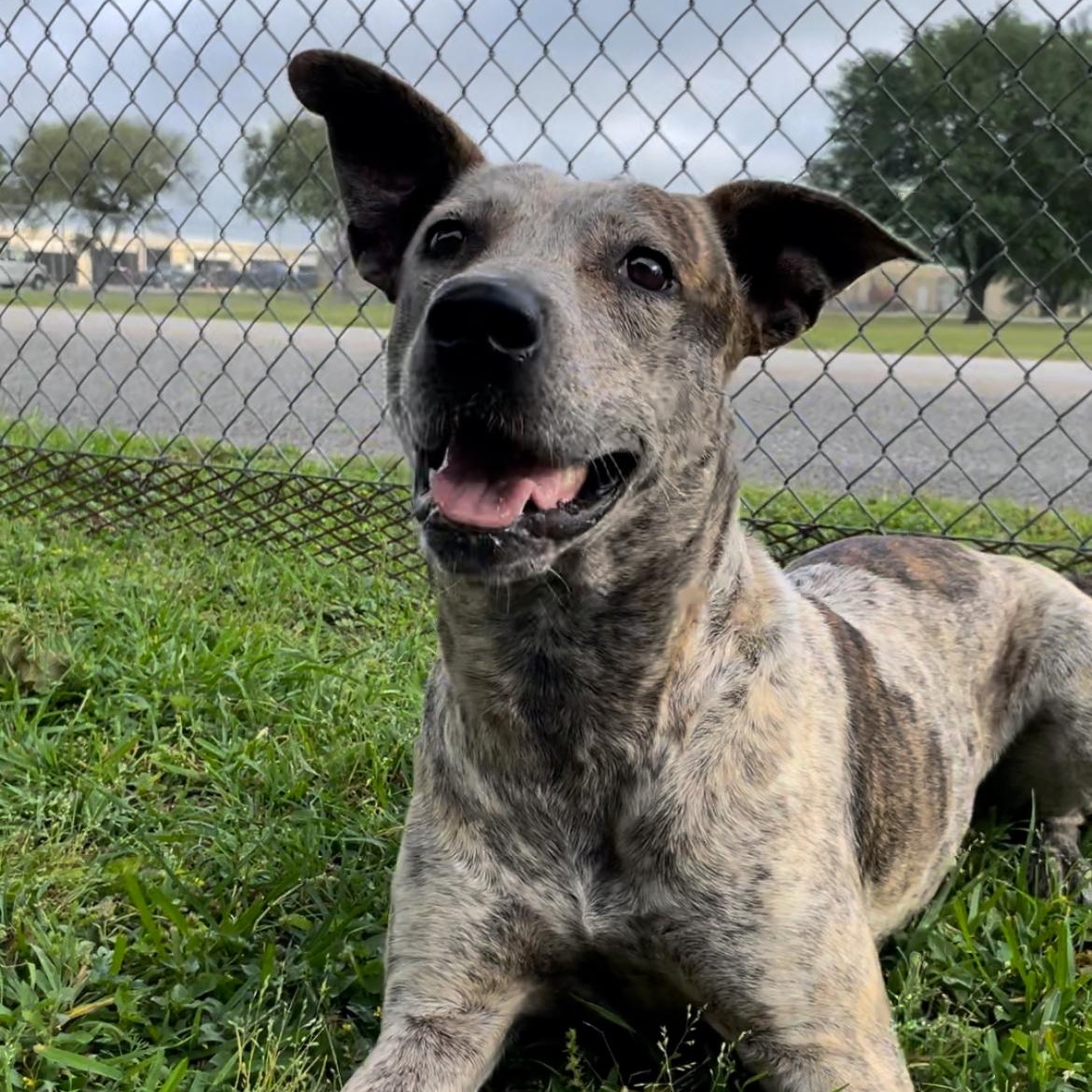 Dog for adoption - Lucy, a Catahoula Leopard Dog & Labrador Retriever Mix in Pittsburgh , PA ...
