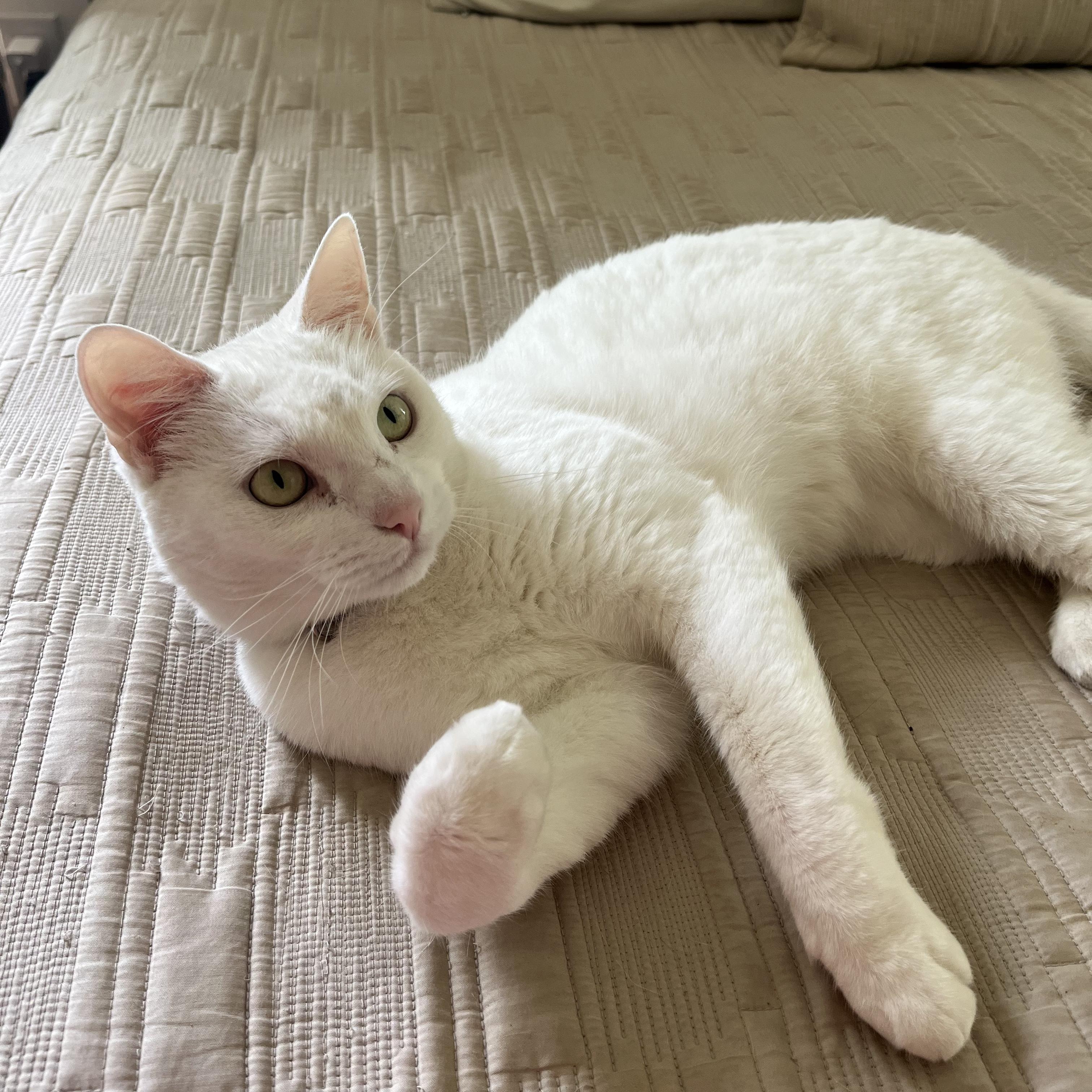 Cat for adoption - Zuri (little white shadow), a Domestic Short Hair Mix in Farmington, CT ...