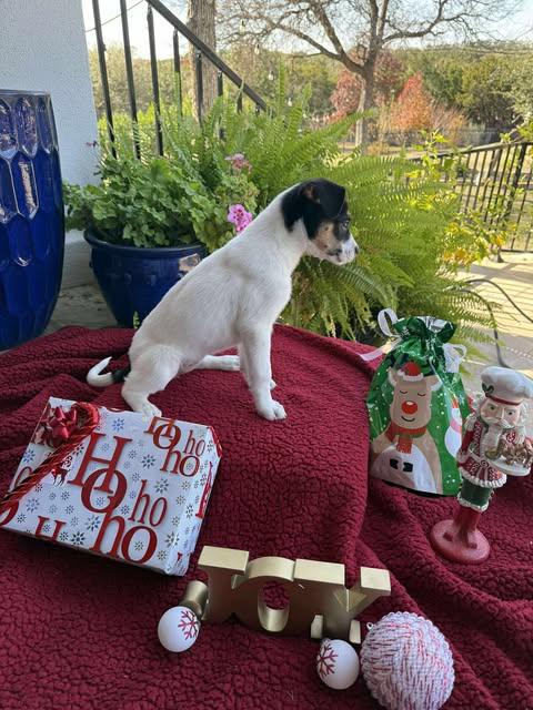 Holly - Adoptable Pet | Petfinder | Petfinder