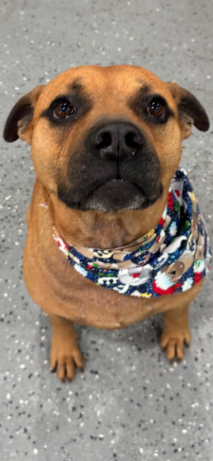 Dog for adoption - Monkey WA, a Boxer Mix in Bellevue, WA | Petfinder