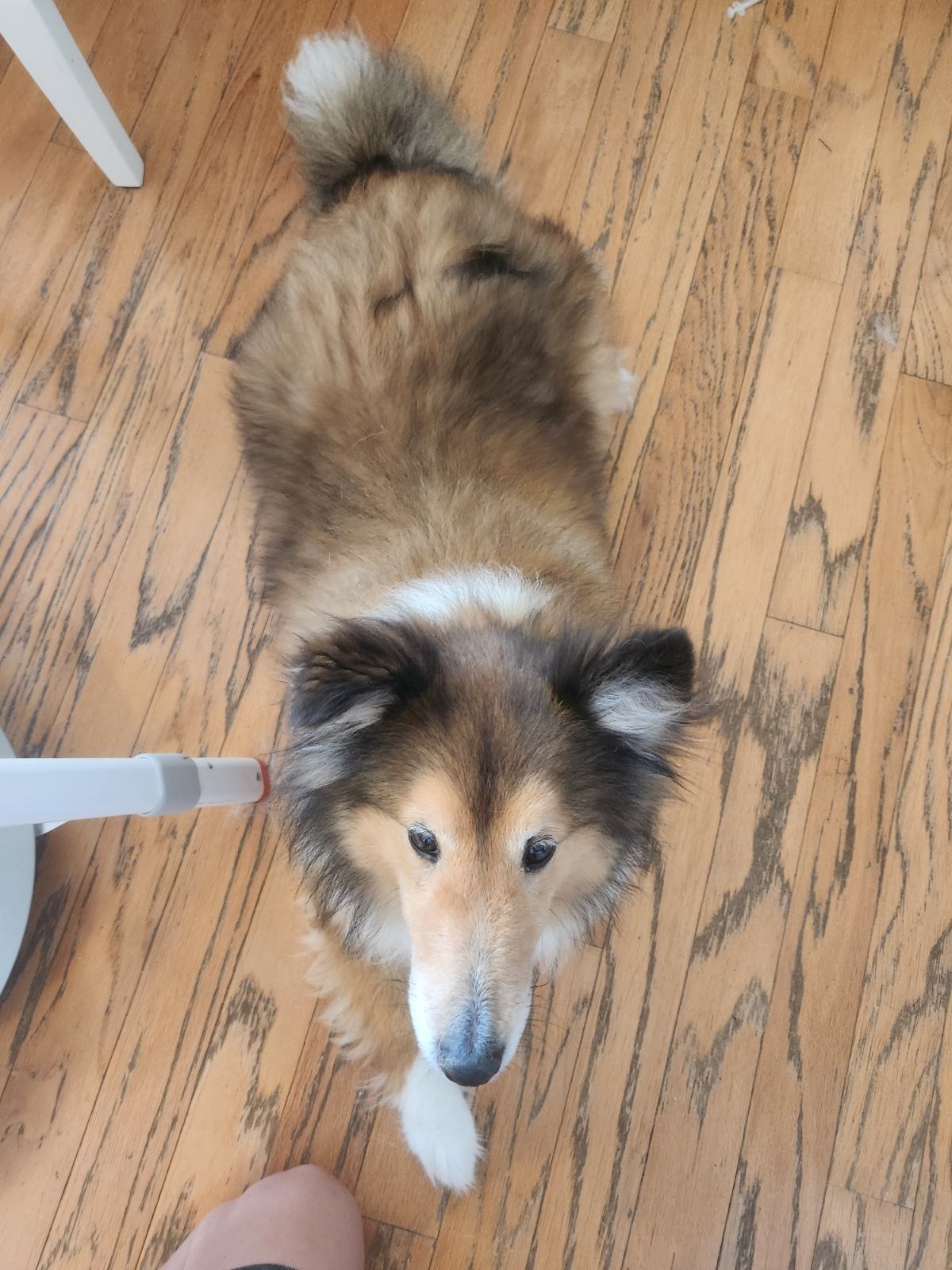 Available Shelties - Mid Florida Sheltie RescueMid Florida Sheltie Rescue