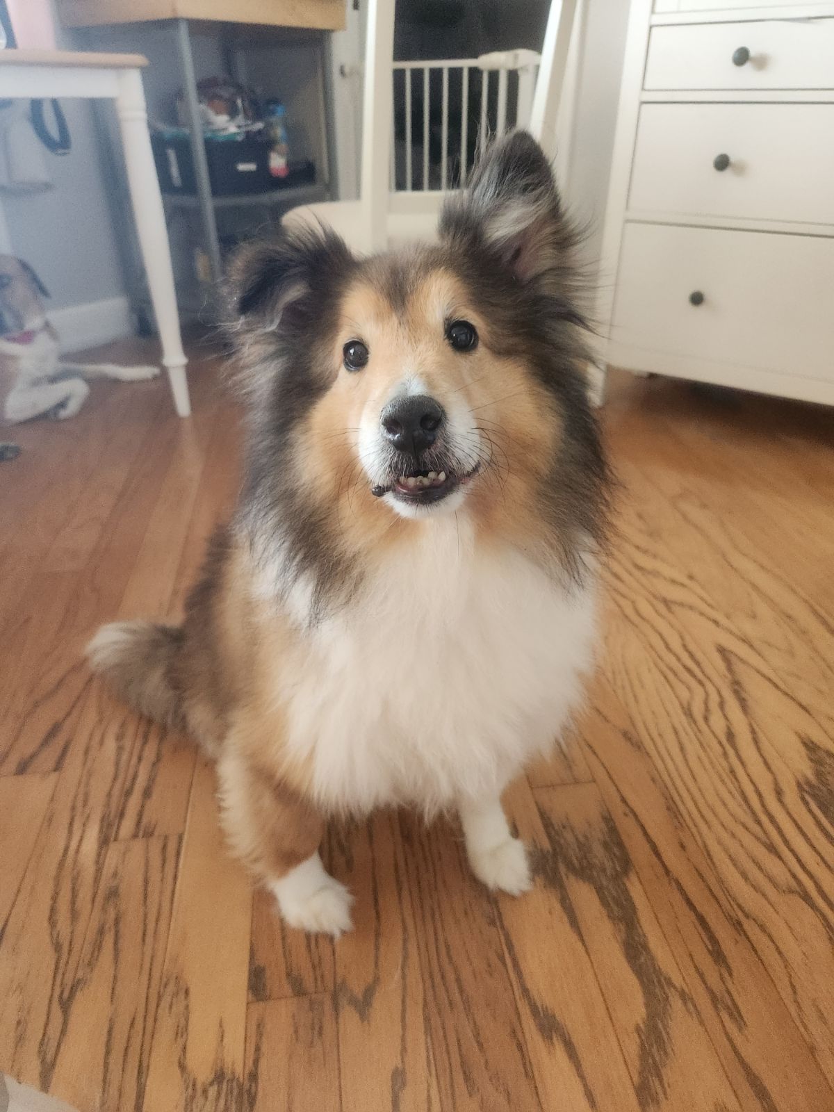 Available Shelties - Mid Florida Sheltie RescueMid Florida Sheltie Rescue