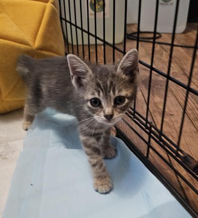 Cat for adoption - Jinx, a Domestic Short Hair & Tabby Mix in WORCESTER, MA | Petfinder