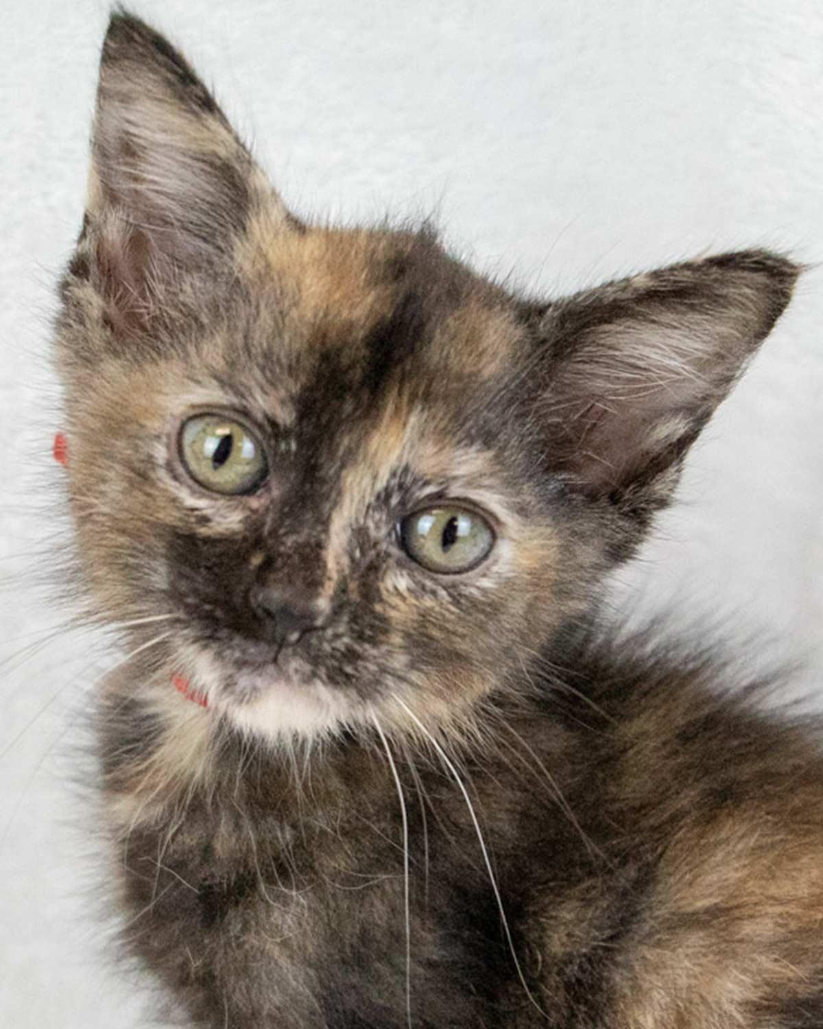 Cat for adoption - Fern, a Domestic Short Hair & Tortoiseshell Mix in ...