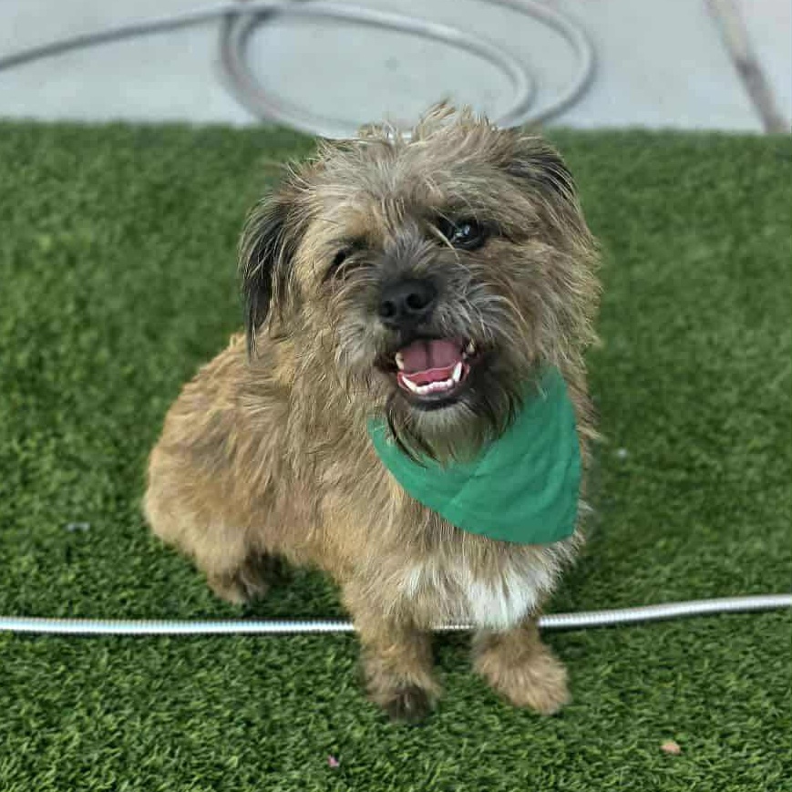 Dog for adoption - Chippy, a Brussels Griffon Mix in Normal, IL | Petfinder