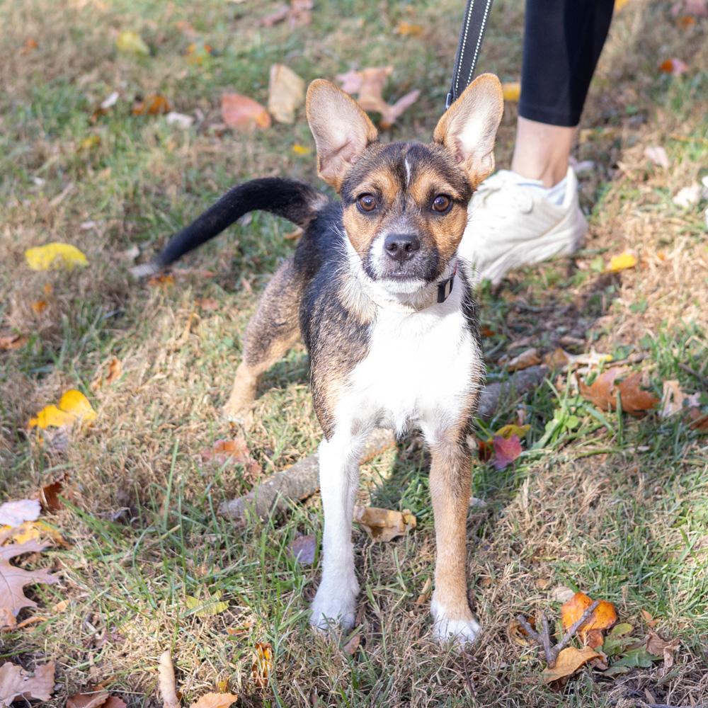 Dog for adoption - Daisy (Female) Avail 11/15, a Boston Terrier & Chihuahua Mix in West Grove ...