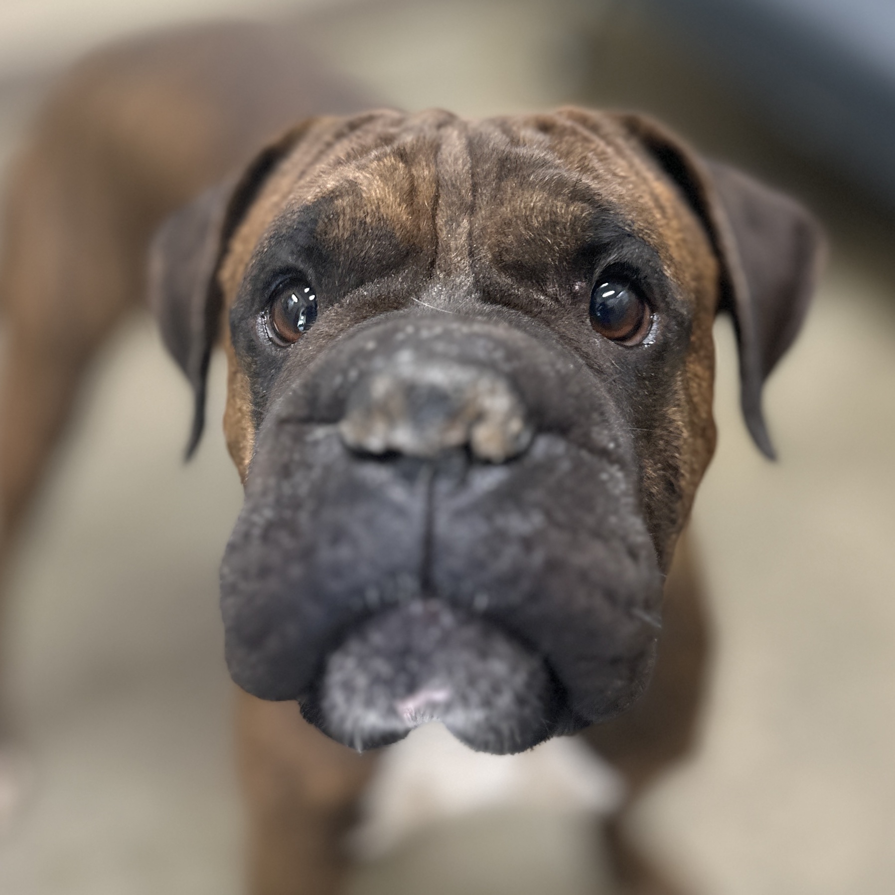 Dog for adoption - Bison, a Boxer & Shar-Pei Mix in Monticello, IA ...