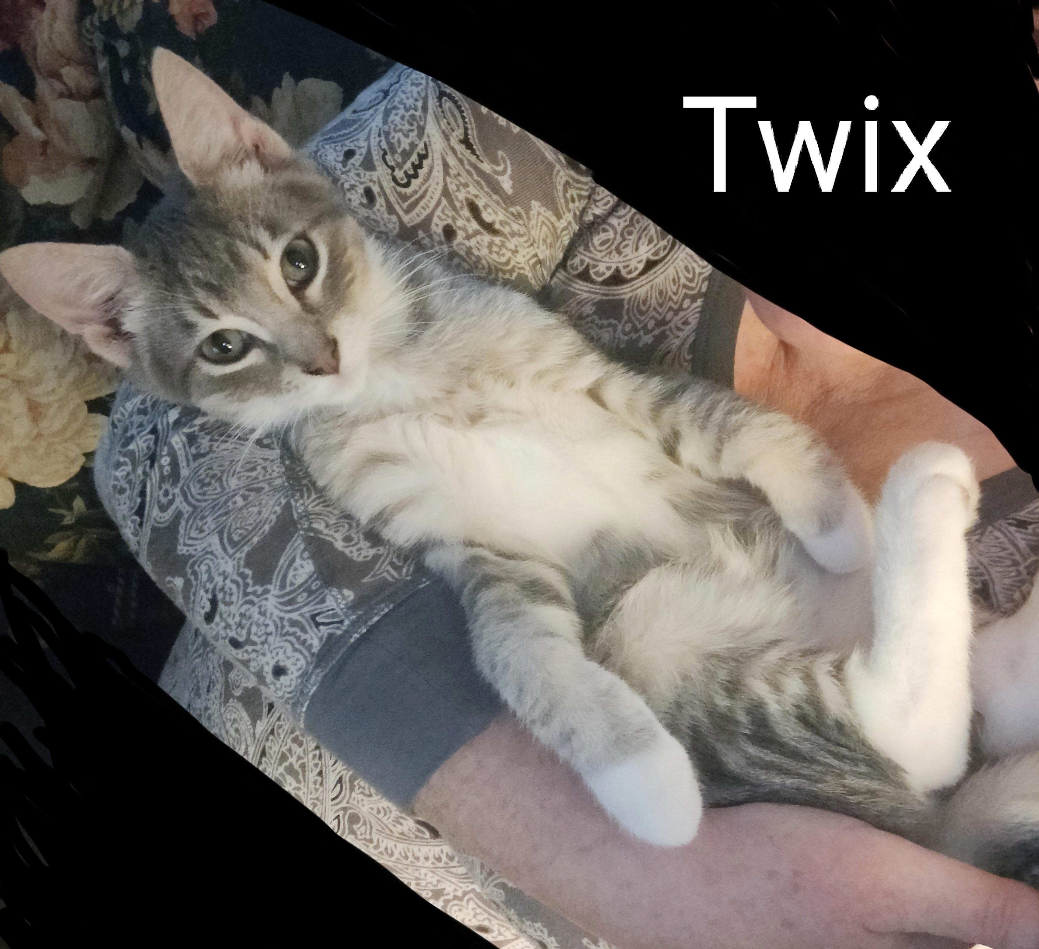 Cat for adoption - Peanut and Twix, a Tabby in Newport, WA | Petfinder
