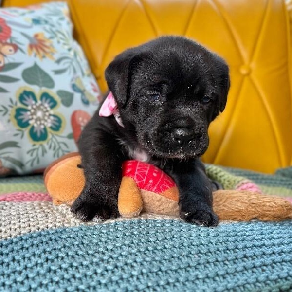 Dog for adoption - Aurora Xena, a Mastiff & Labrador Retriever Mix in ...