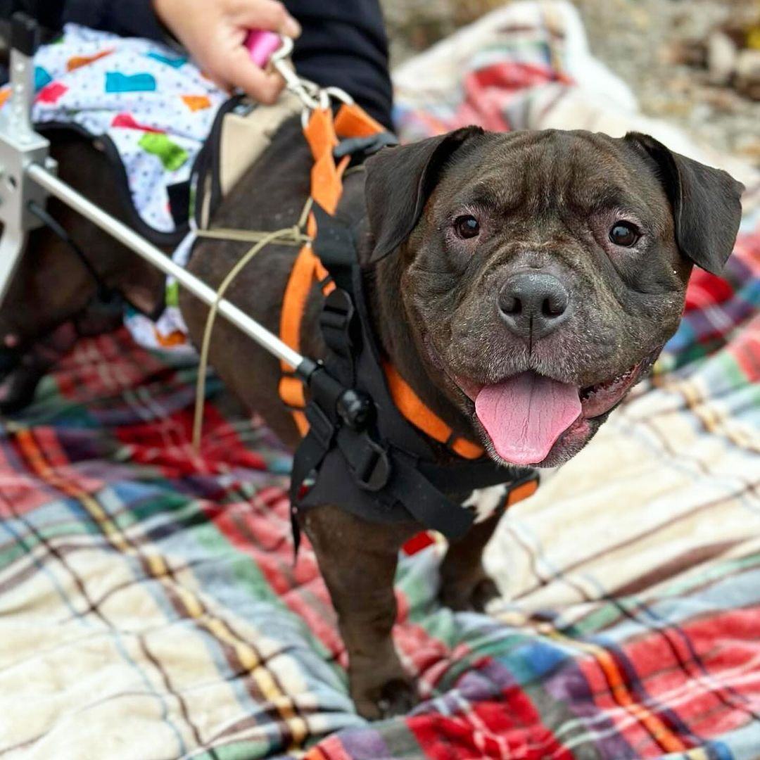 Dog for adoption - Pepper, a Shar-Pei Mix in Detroit, MI | Petfinder