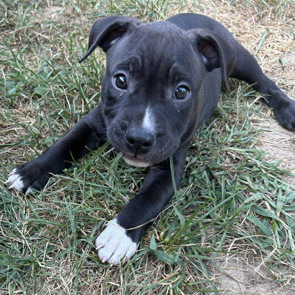 Dog for adoption - Styx, a Pit Bull Terrier Mix in Penfield, NY | Petfinder