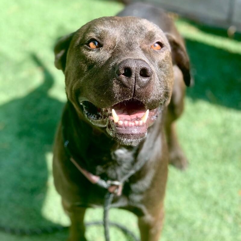 Dog for adoption - Poo-ka Nacua wants to love you, a Labrador Retriever ...