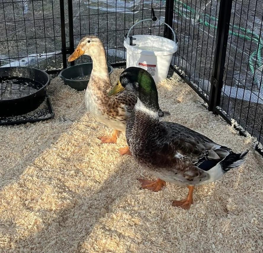 Duck for adoption - Joey and Phoebe, a Duck in Kings Park, NY | Petfinder