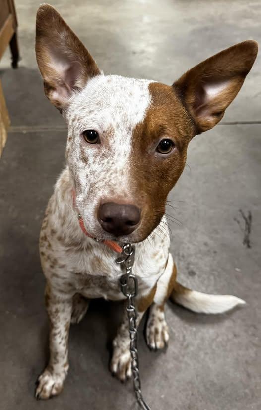 Dog for adoption - Rusty, an Australian Cattle Dog / Blue Heeler & Jack ...