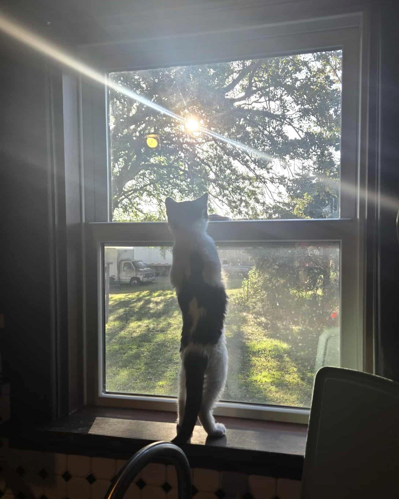 Cat for adoption - Hearty, a Domestic Short Hair in Sioux Falls, SD ...