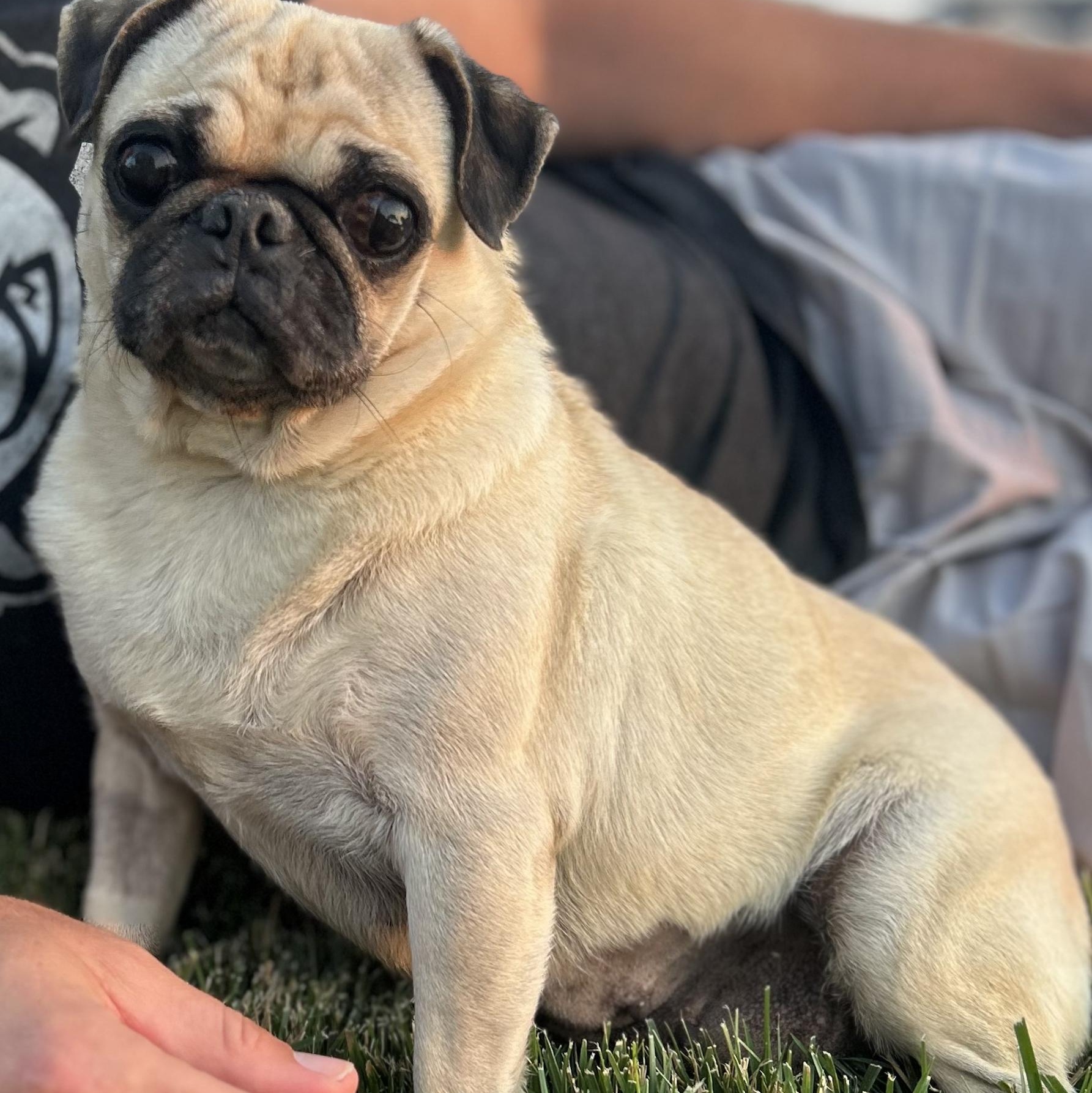 Dog for adoption - Sally, a Pug in Toledo, OH | Petfinder