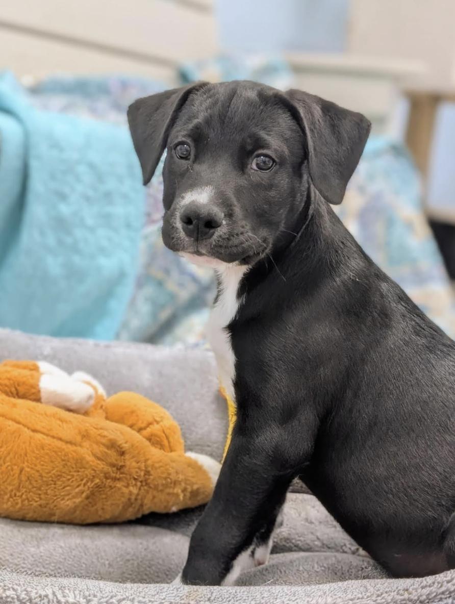 Dog for adoption - Niall Cranberry, a Labrador Retriever & Great Pyrenees Mix in Woburn, MA ...