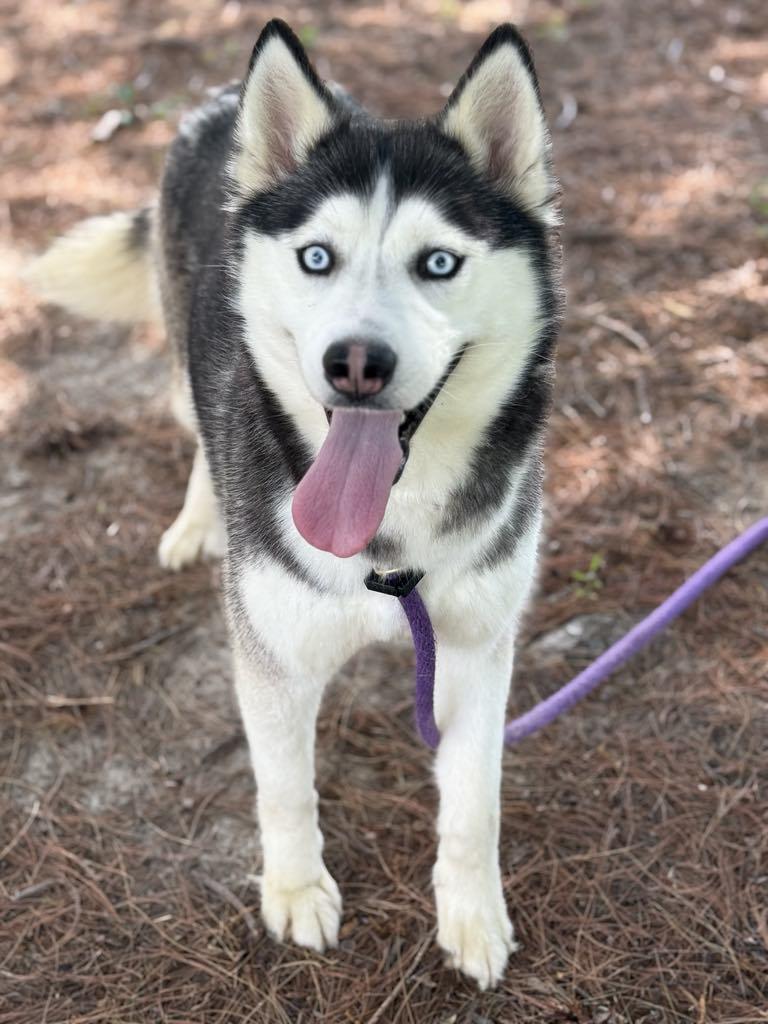 Dog for adoption - Hera, a Husky in Springfield, IL | Petfinder