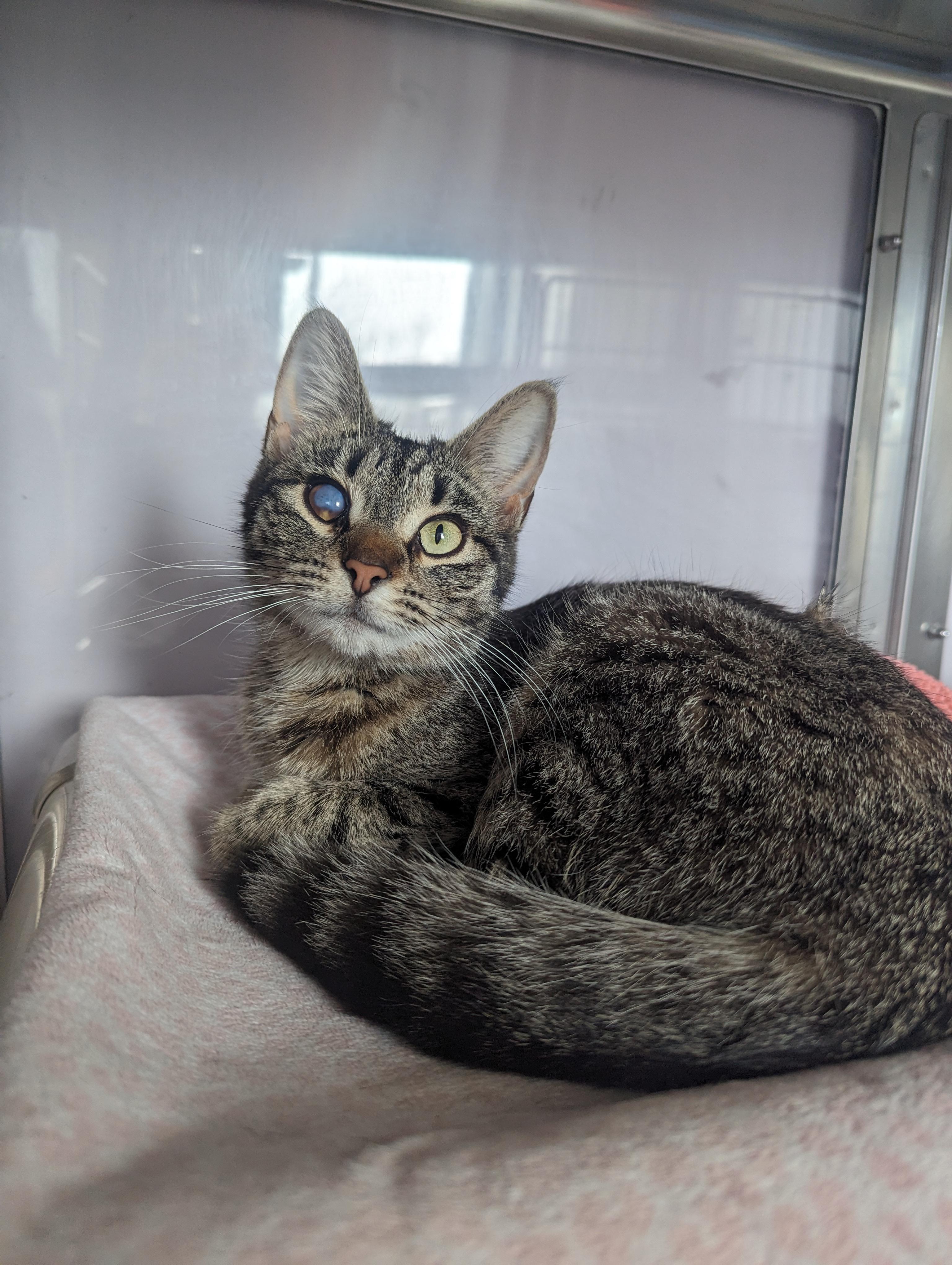 Cat for adoption - Nimbus, a Domestic Short Hair & Tiger Mix in ...