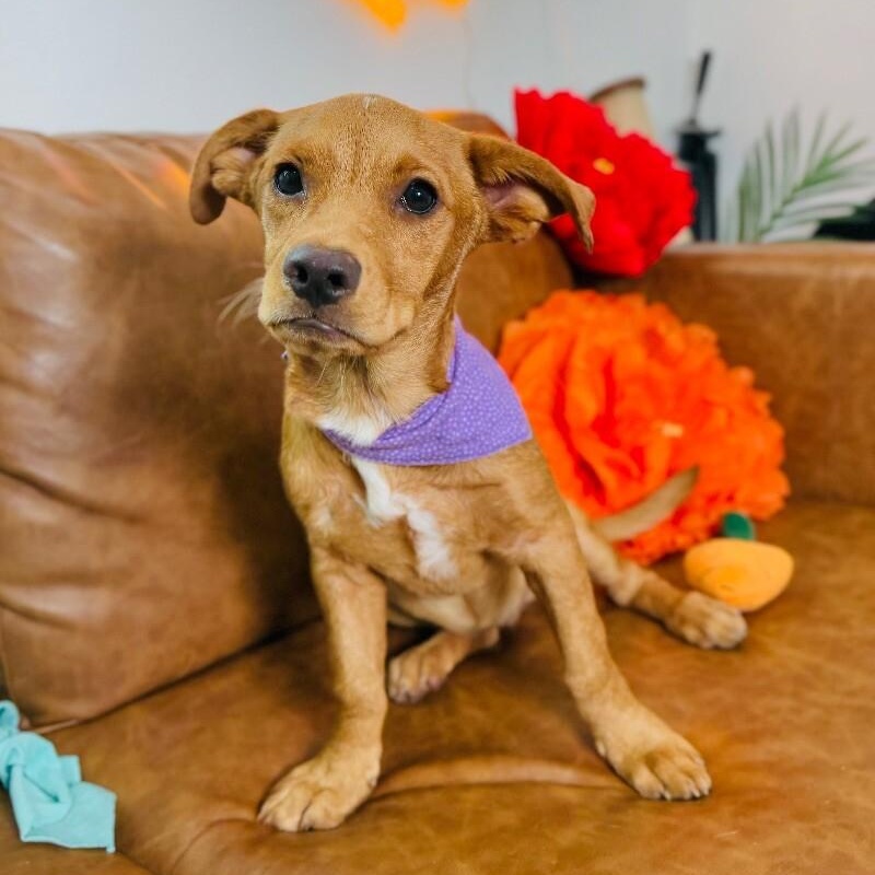 Dog for adoption - Marley Bear, a Dachshund & Labrador Retriever Mix in ...
