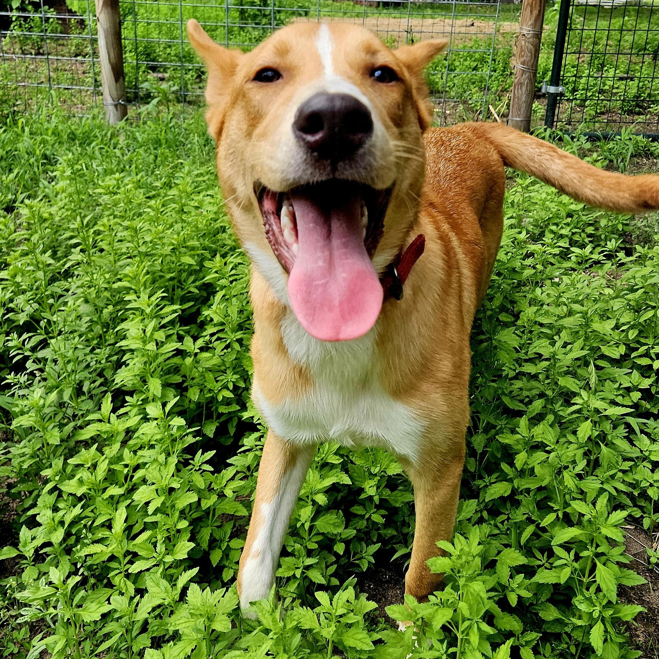 Dog for adoption - Ginger - VT, a Shepherd Mix in Brattleboro, VT ...