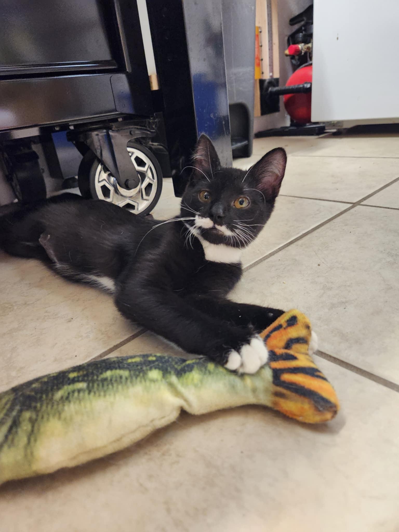 Cat for adoption - Lucy (bonded with Zeb), a Domestic Short Hair ...