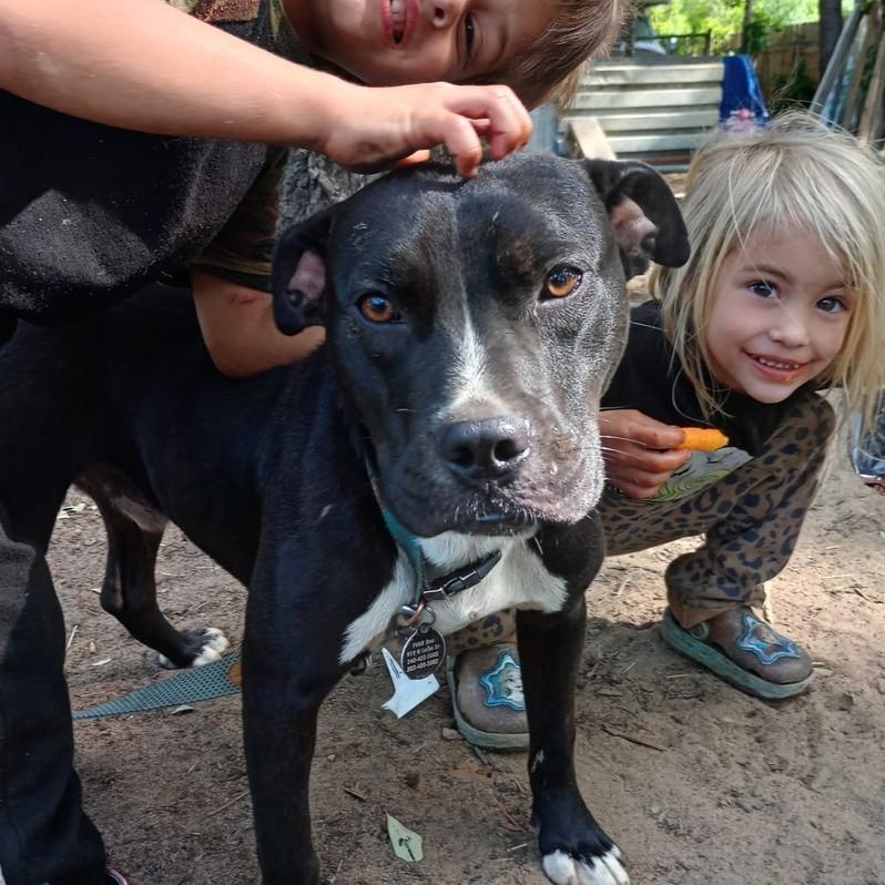 Dog for adoption - Rascal, a Pit Bull Terrier Mix in West Chester, PA ...