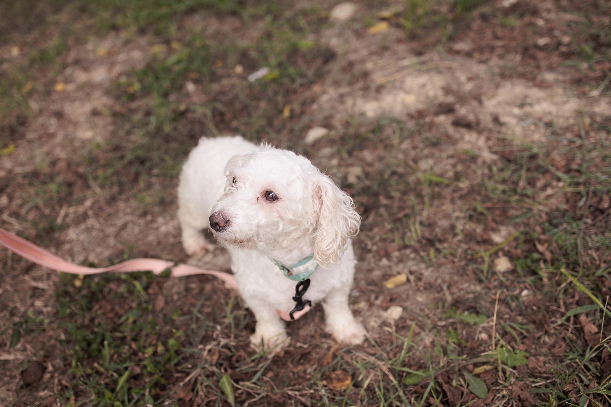 Dog for adoption - Peony - Transport, a Bichon Frise in Greenwood, IN ...