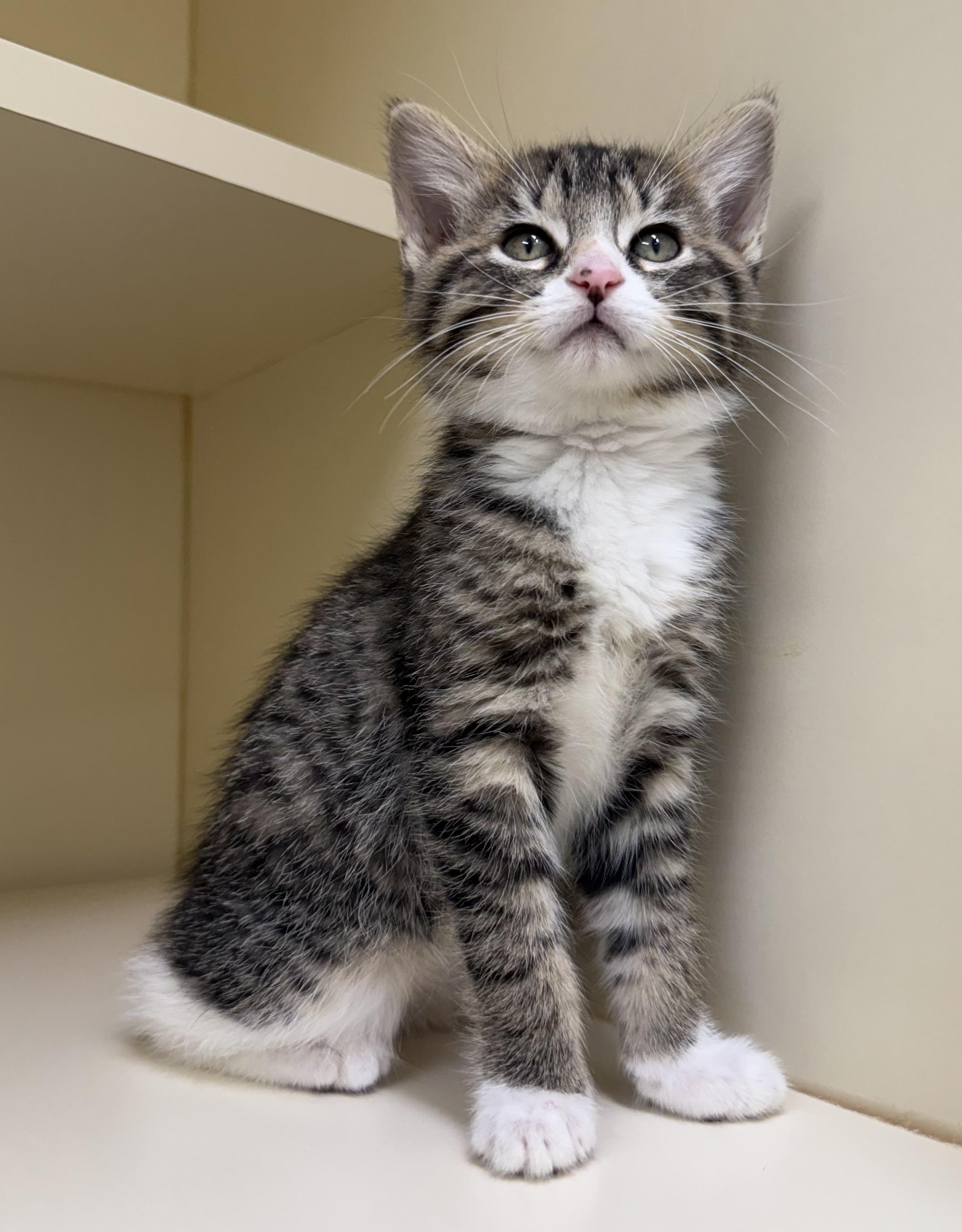 Cat for adoption - Poochie, a Domestic Short Hair in Pawleys Island, SC ...