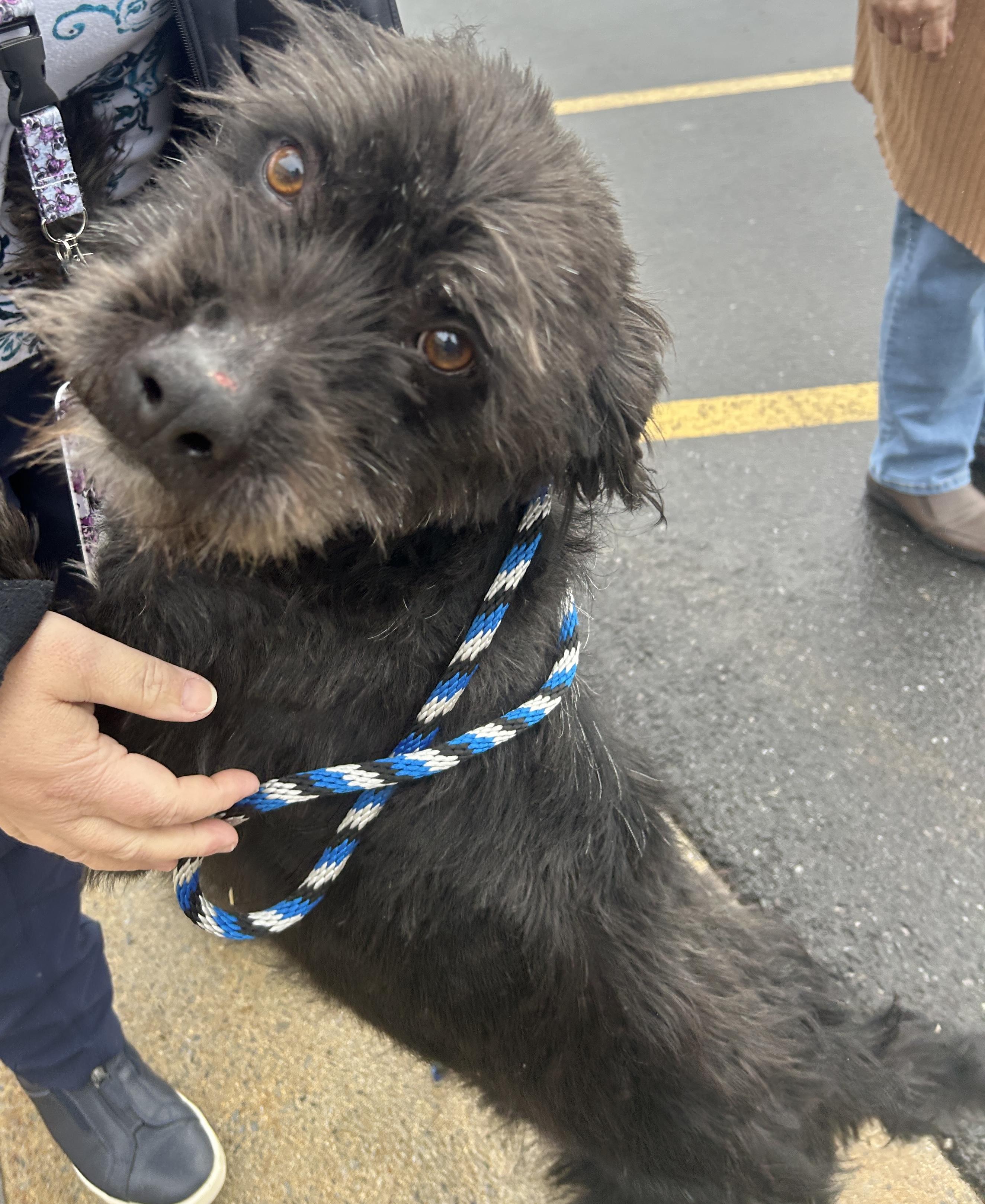 Dog for adoption - Colonel, a Miniature Poodle & Golden Retriever Mix in Pottsville, PA | Petfinder