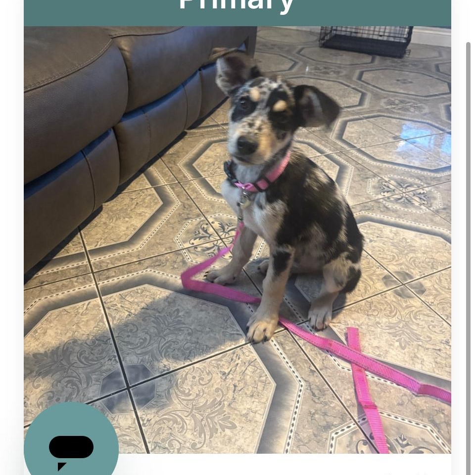 Petfinder Fort Smith Ar