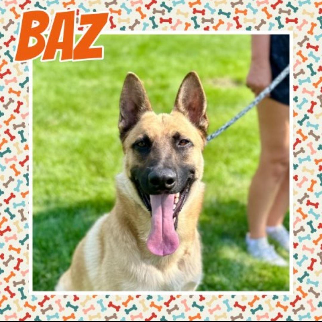 Dog for adoption - Baz (Foster Plea), a Belgian Shepherd / Malinois Mix ...