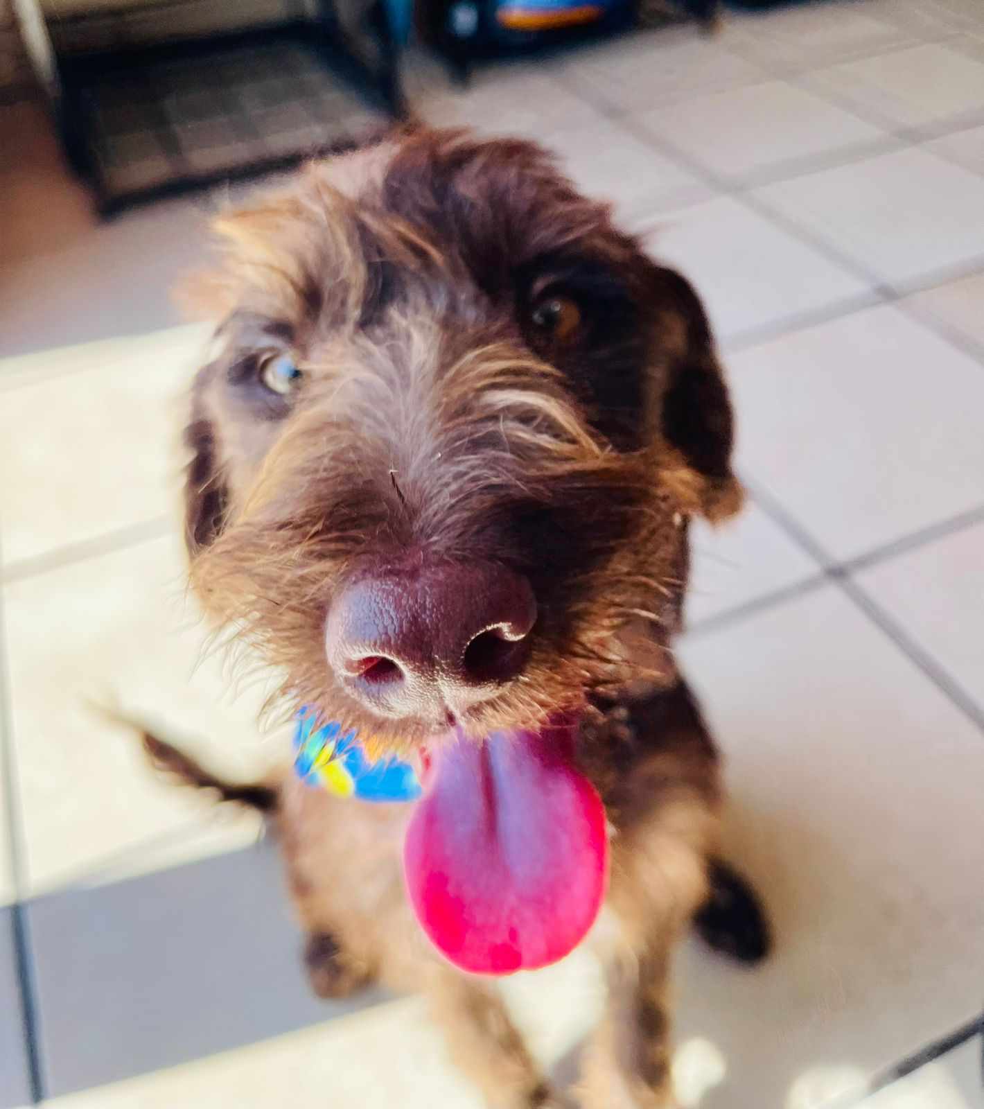 Dog for adoption - Coconut, a Wirehaired Terrier Mix in Palm Desert, CA ...