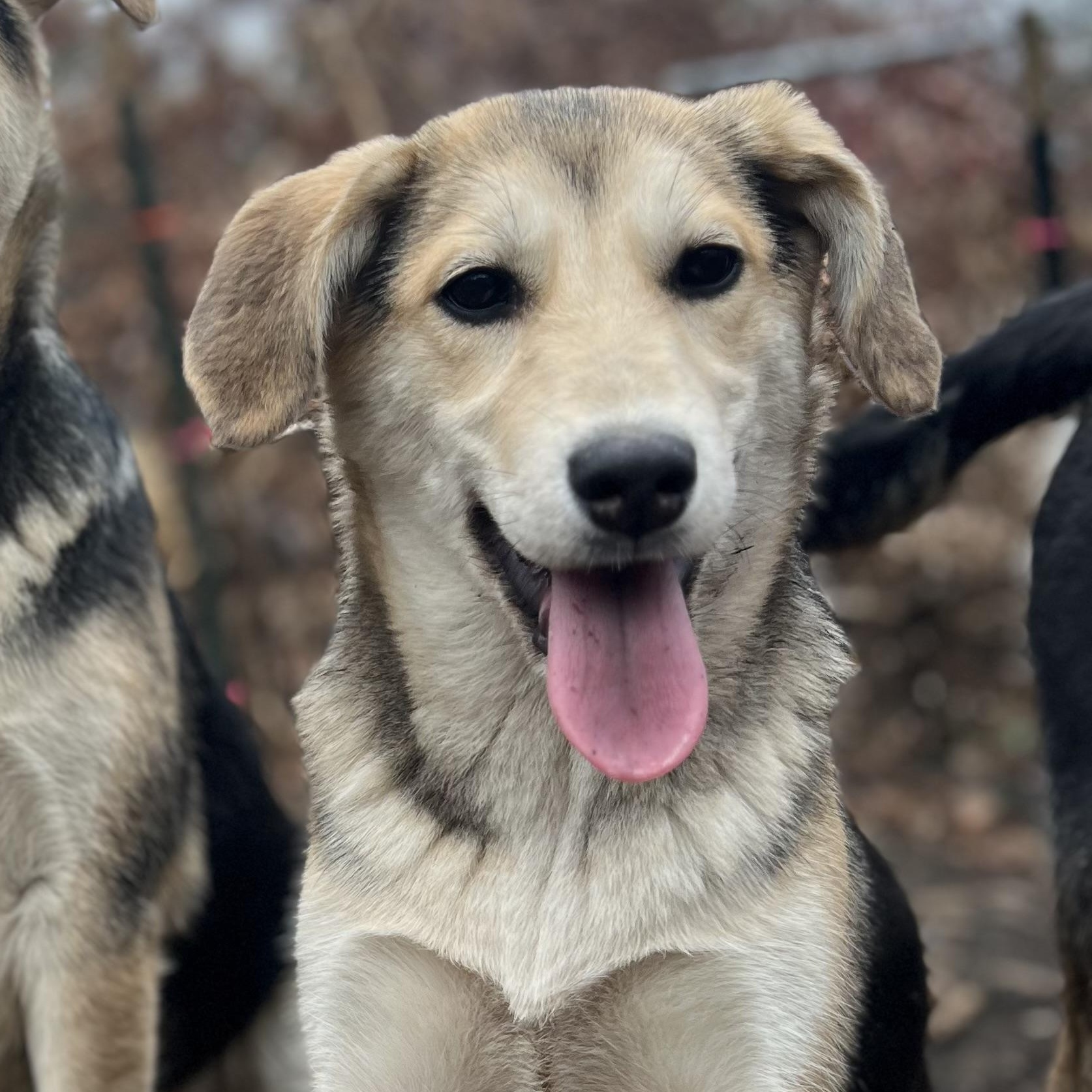 Dog for adoption - Lemon Drop-Reduced to $300, a Black Labrador ...